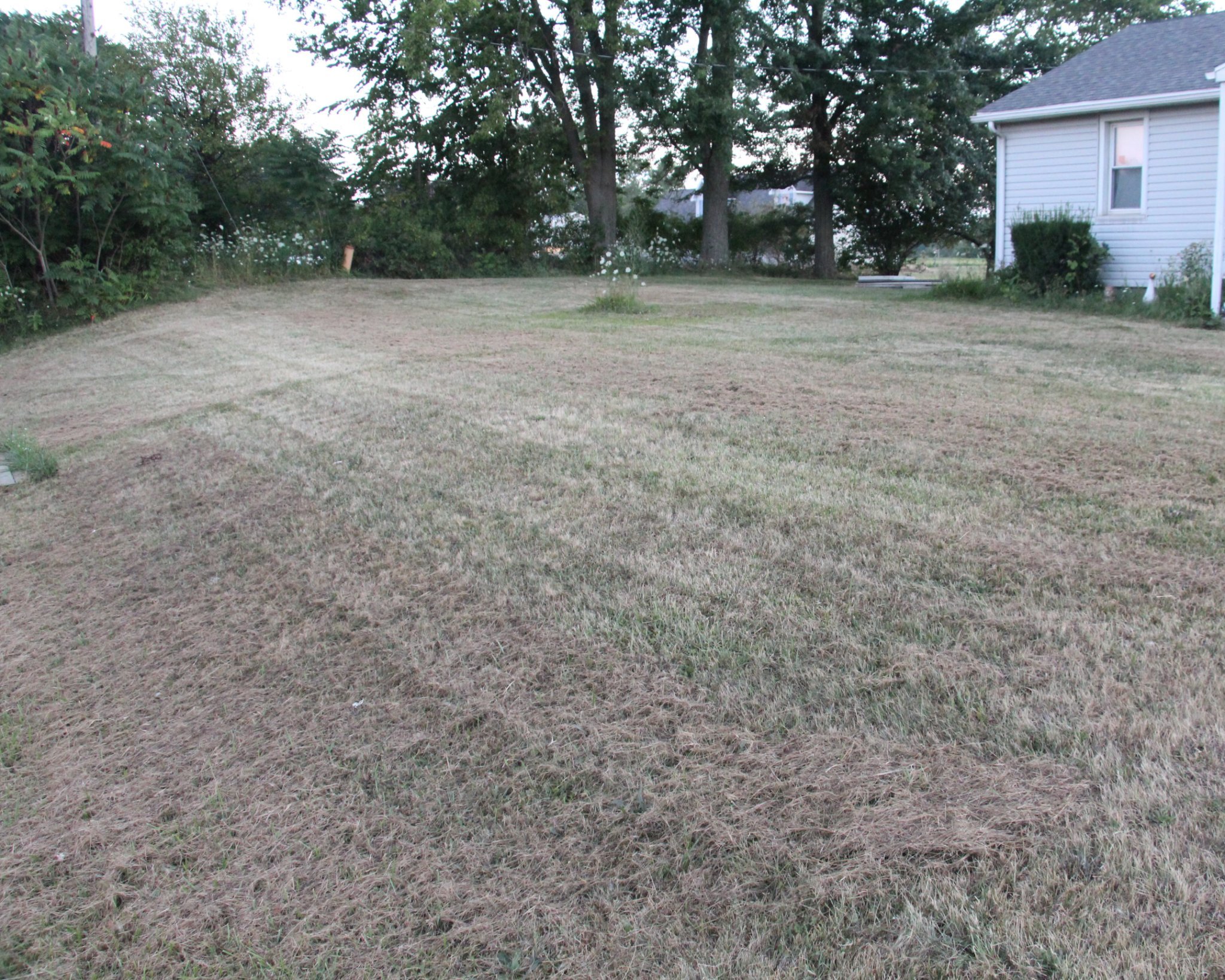 My Dead Lawn; The Mower Mishap – Rambling of Type